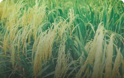 WeGro - Investing in Agriculture, Simplified